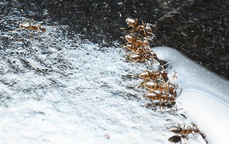 How To Eliminate Ants In Phoenix And Keep Them Away For Good