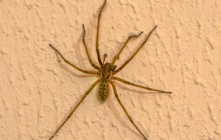 Spider Be Gone: Expert Tips For Effective Spider Control For Your ...