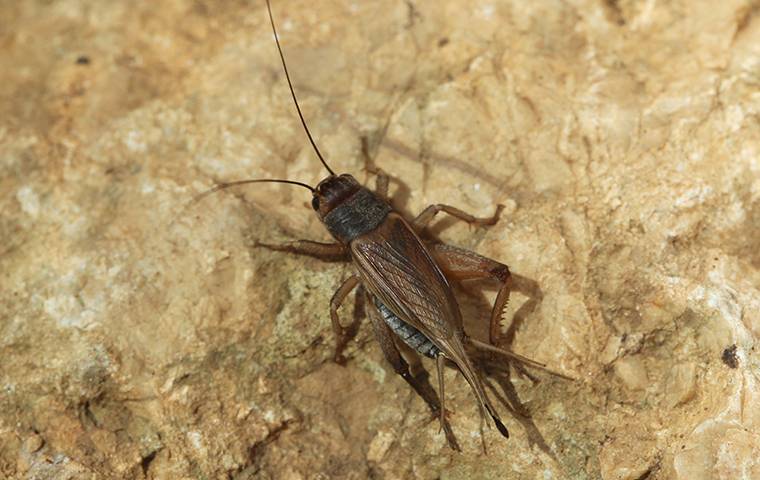 How Bad Is It To Have Crickets In My Phoenix Home?