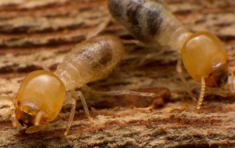 How To Identify And Get Rid Of A Termite Infestation In Your Phoenix Home