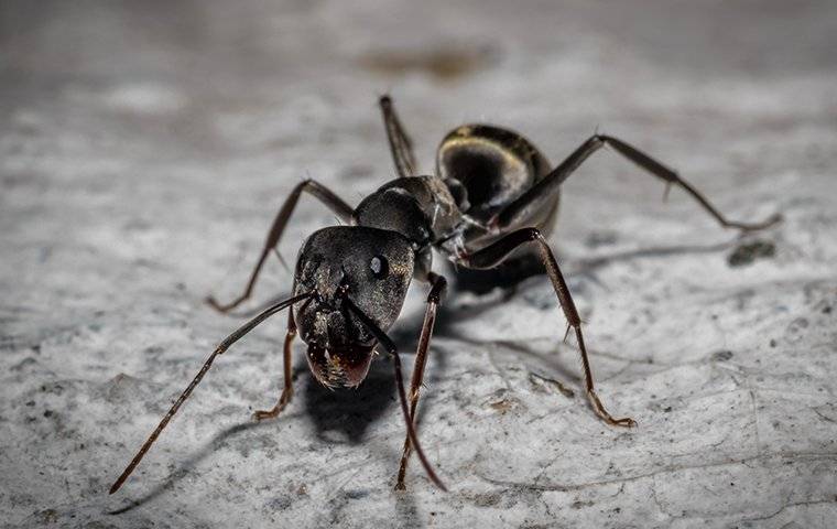Does Ant Control In Phoenix Get Easier During The Winter Months?