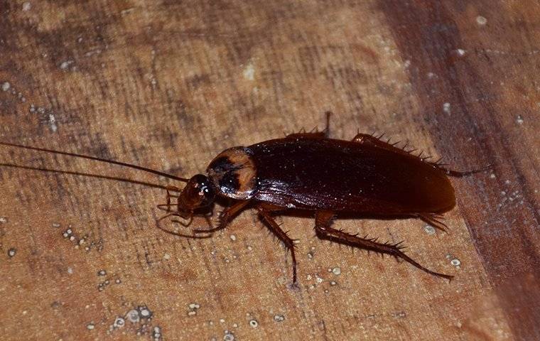 How To Get Rid Of Cockroaches: A Comprehensive Guide For Phoenix Homeowners